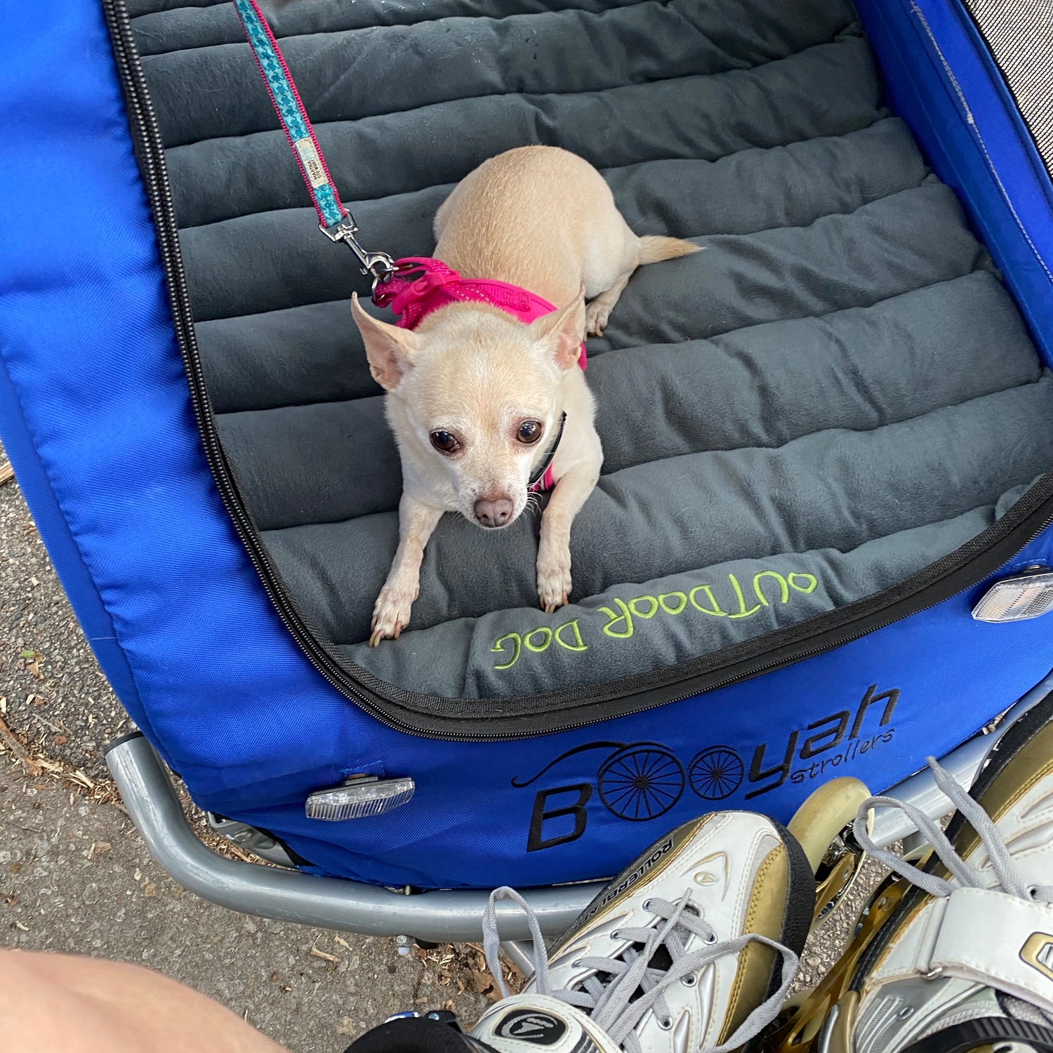 Booyah Strollers - Child and Pet Dog Strollers and Bike Trailers.