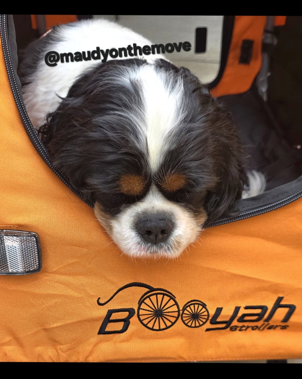 Booyah Strollers - Child and Pet Dog Strollers and Bike Trailers.