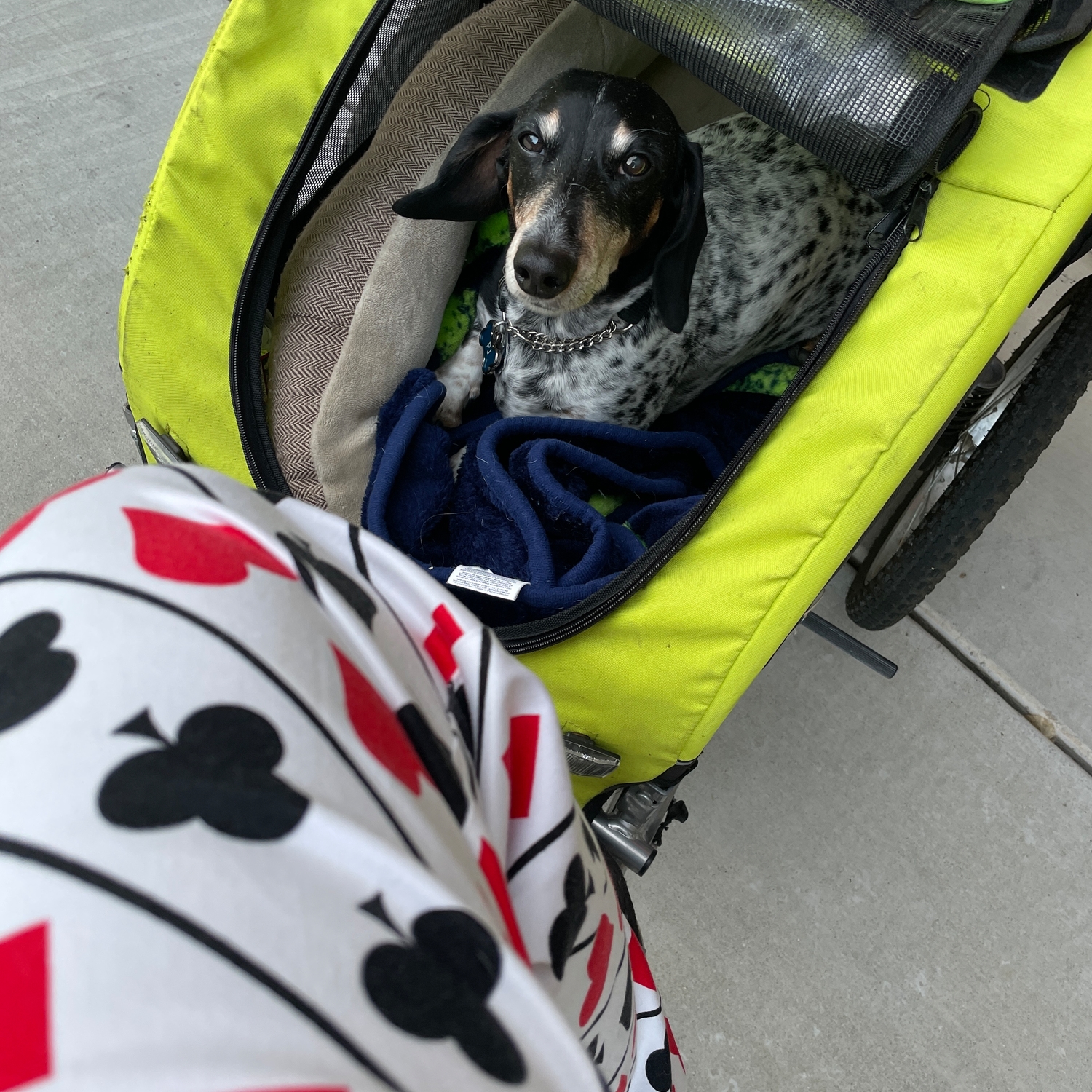 Baby and Pets Strollers and Bike Trailers – Booyah Strollers