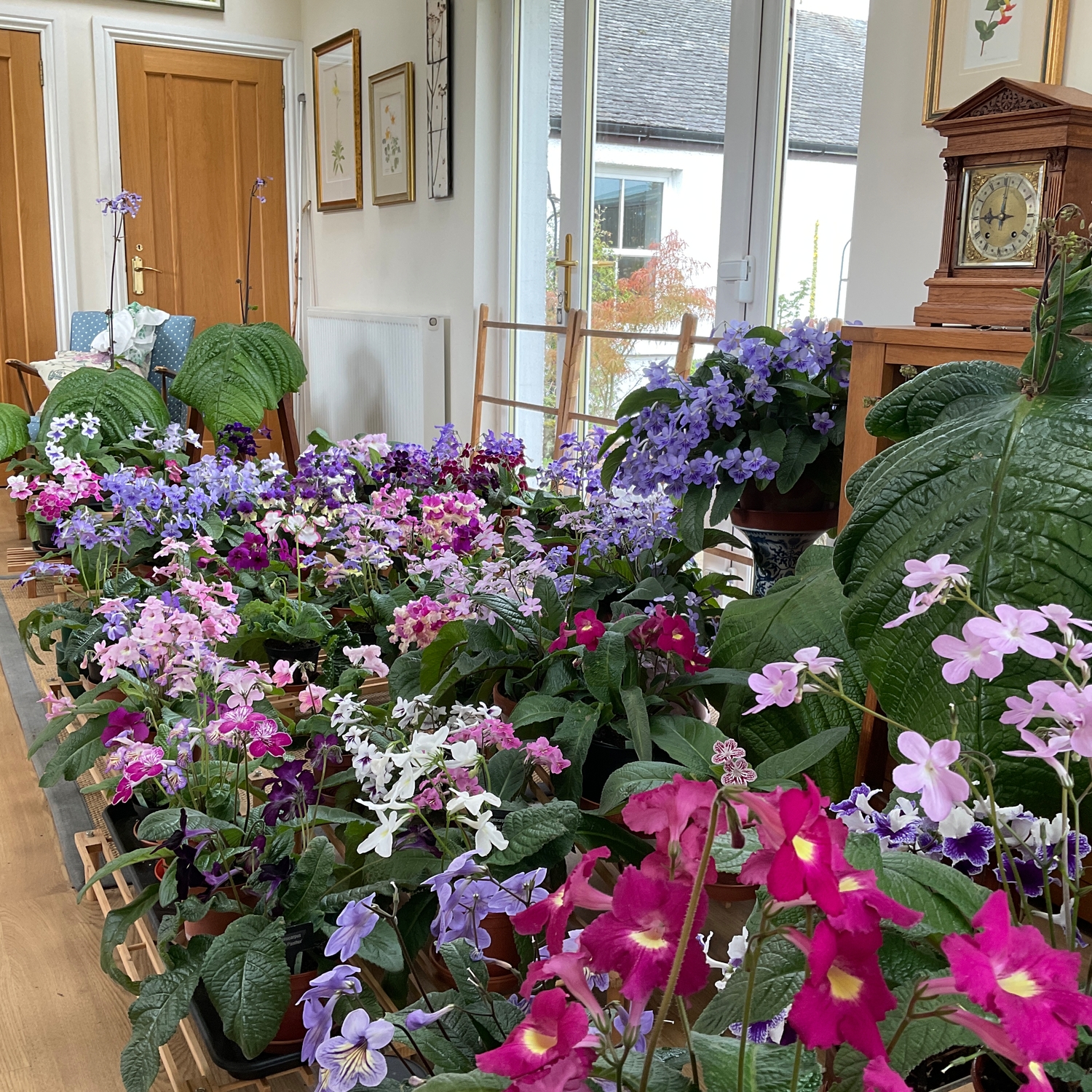 Streptocarpus Albatross – Dibleys