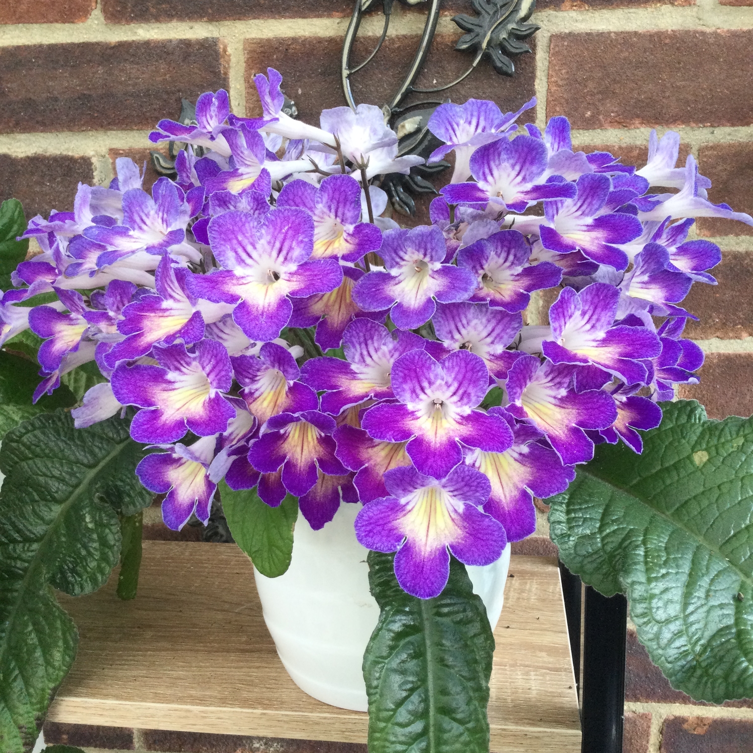 Streptocarpus Zoe – Dibleys