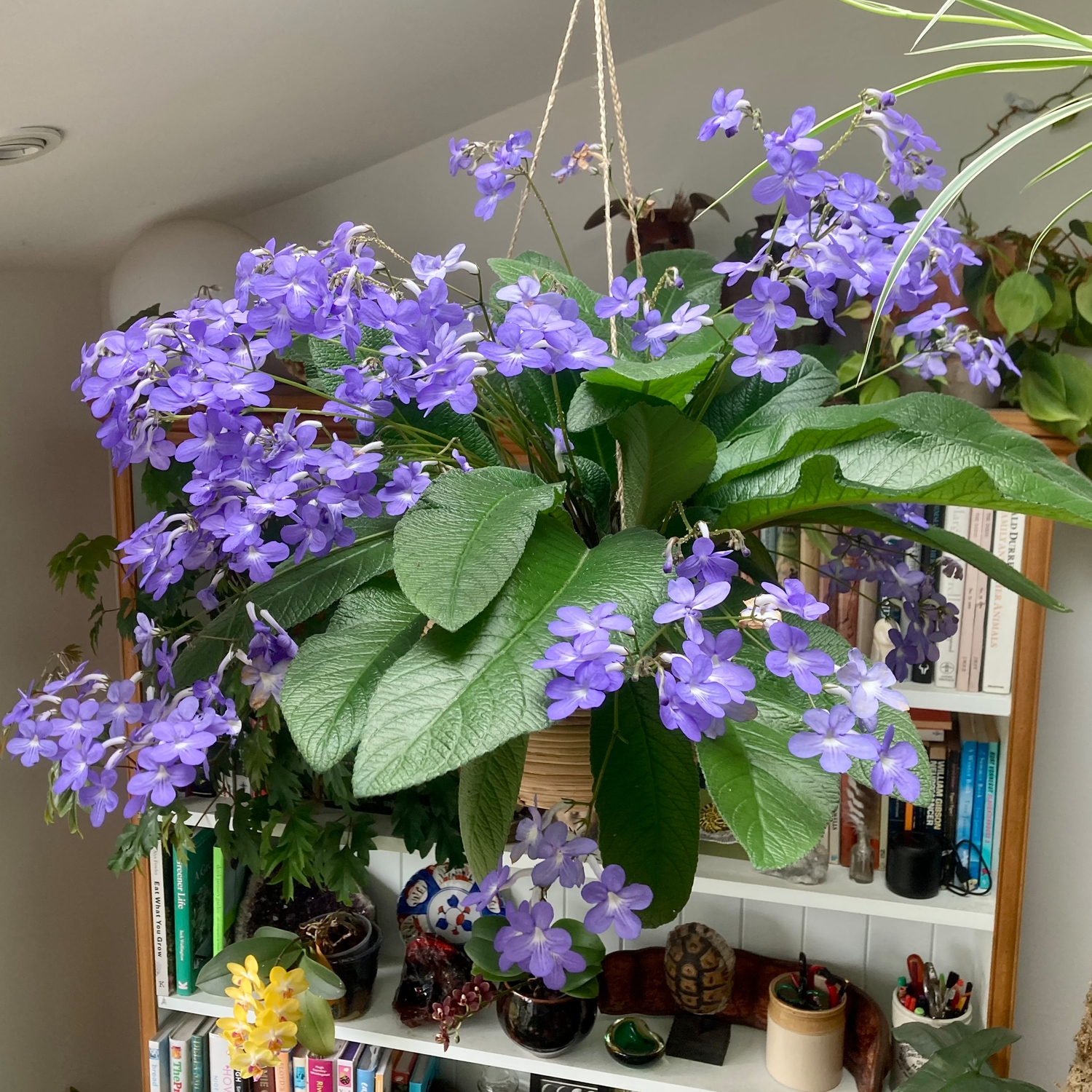 Streptocarpus Falling Stars – Dibleys