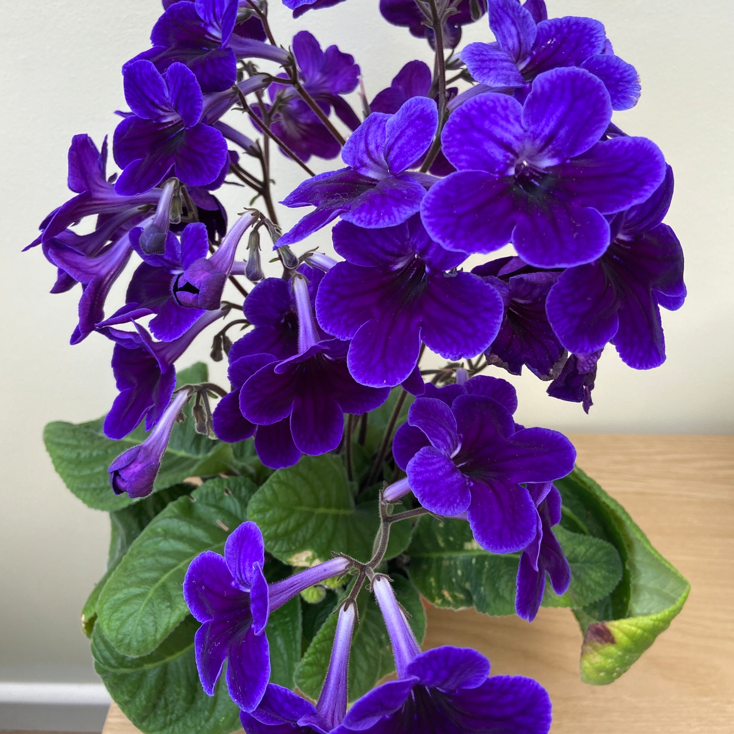 Streptocarpus Albatross – Dibleys
