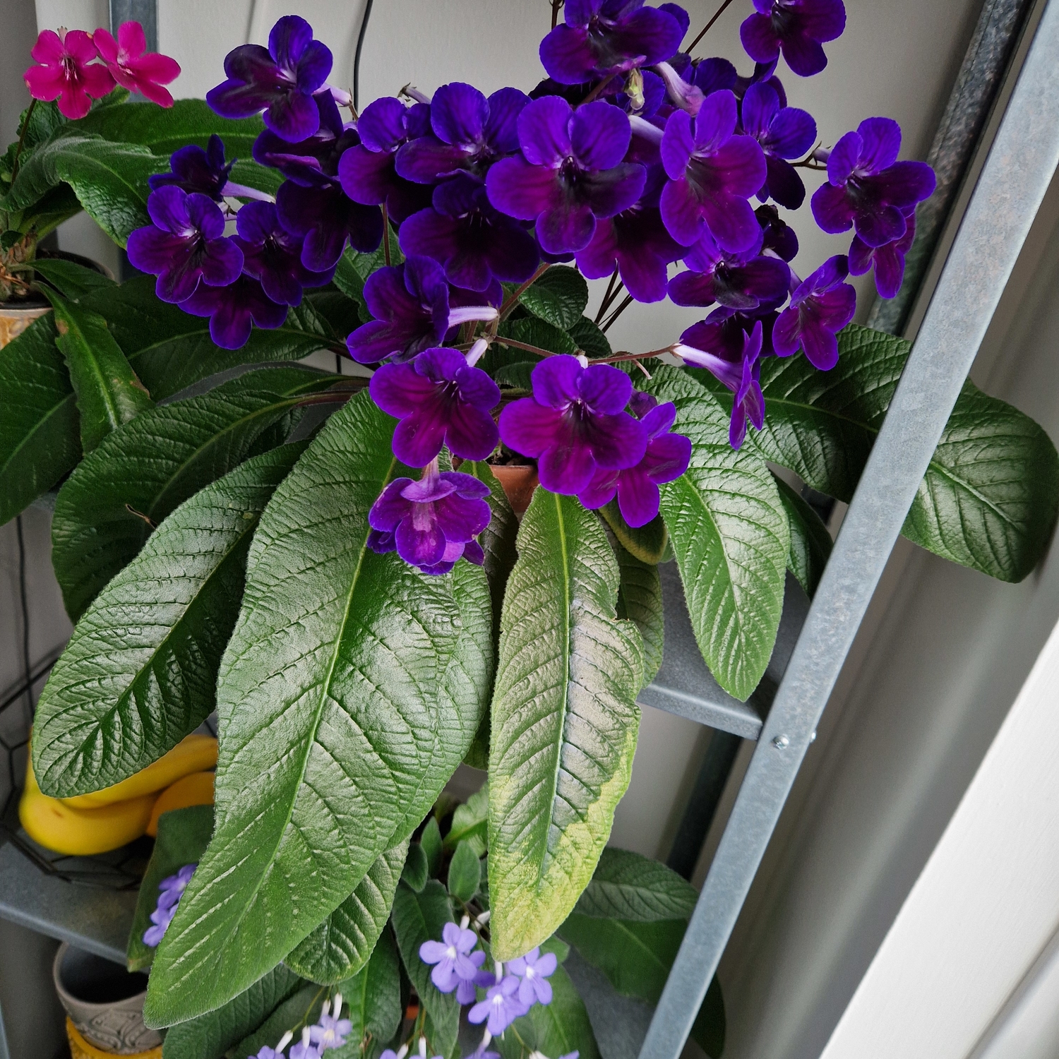 About Streptocarpus Plants – Dibleys