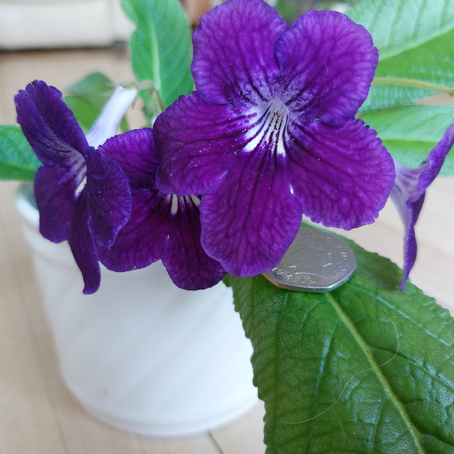 Streptocarpus Sphinx – Dibleys