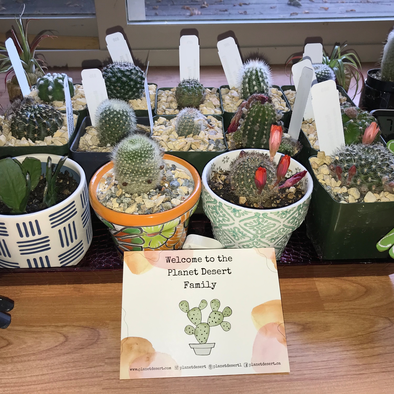 Planet Desert - Cactus And Succulent Plants For Sale