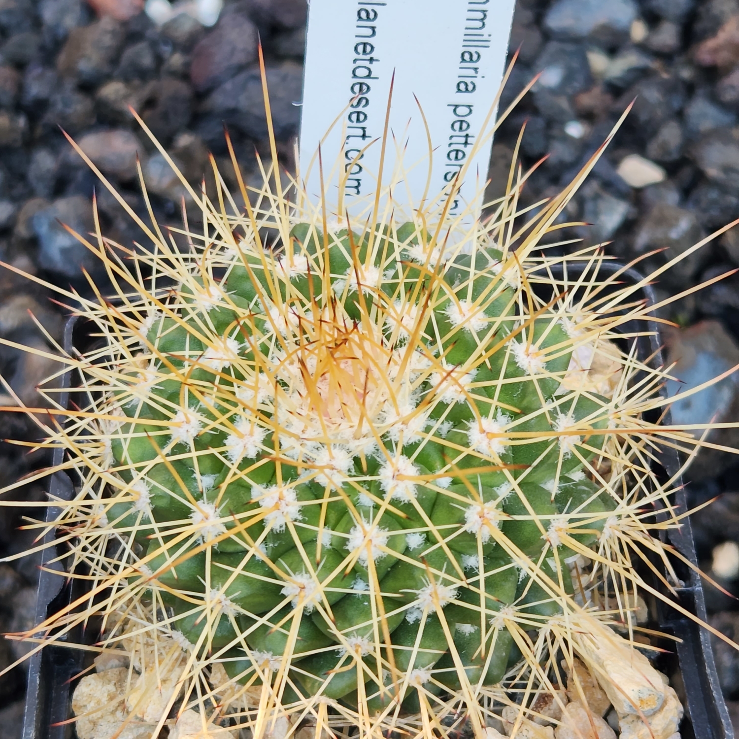 Powder Puff Cactus For Sale | Must-Have | Planet Desert