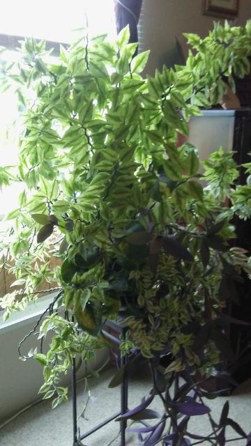 Pedilanthus tithymaloides variegated 3 cuttings – Planet Desert