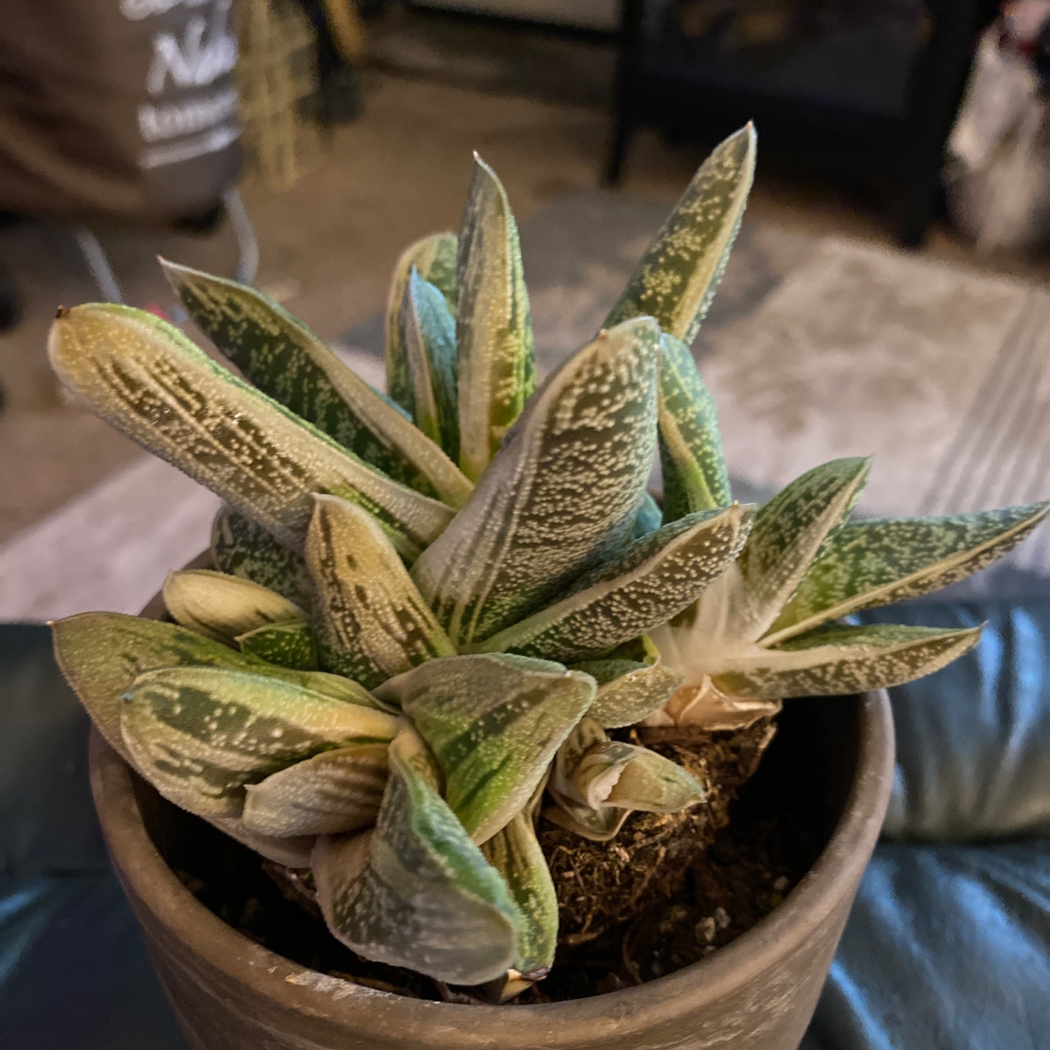 Gasteria ‘Little Warty’ | Beginner Succulent | Planet Desert