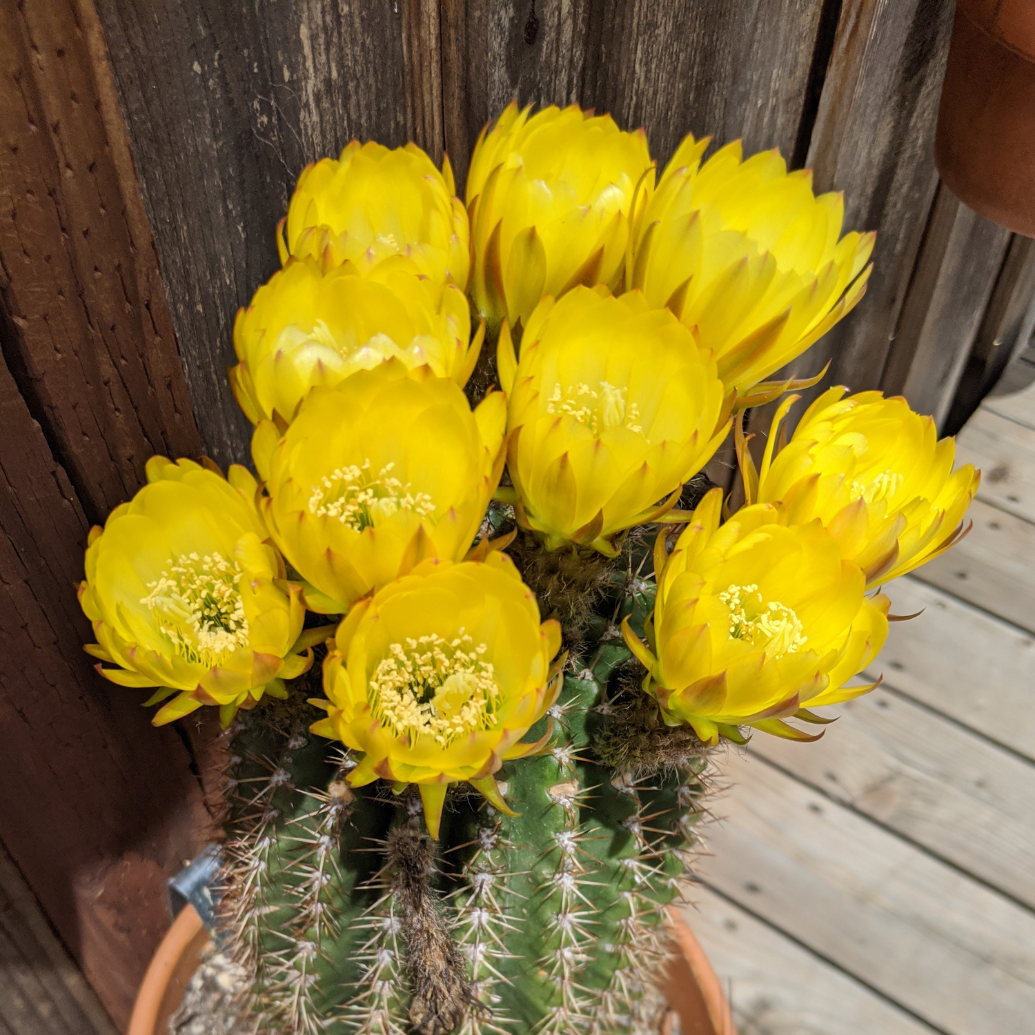 Echinopsis leucomalla cob cactus – Planet Desert
