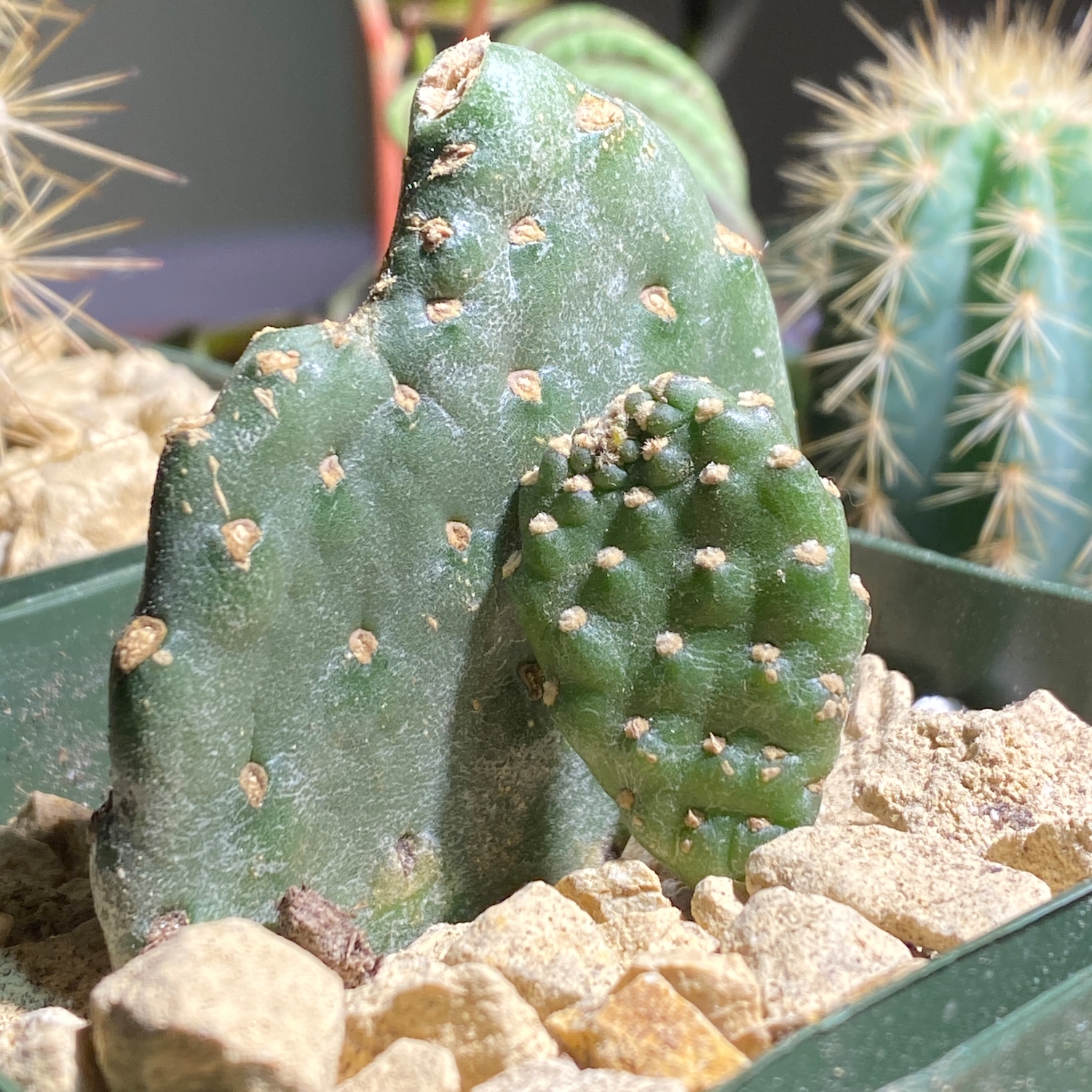 Opuntia Consolea rubescens road kill – Planet Desert