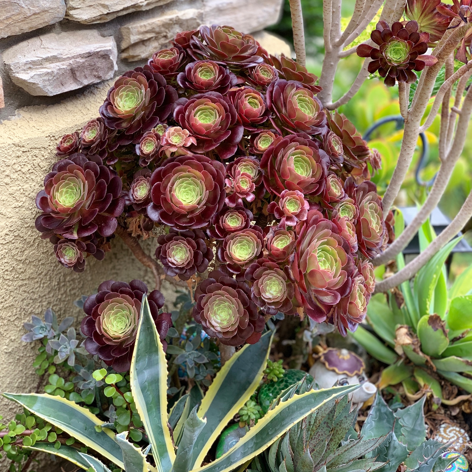 Black Rose 'Aeonium arboreum Zwartkop' Info - Shop at Planet Desert