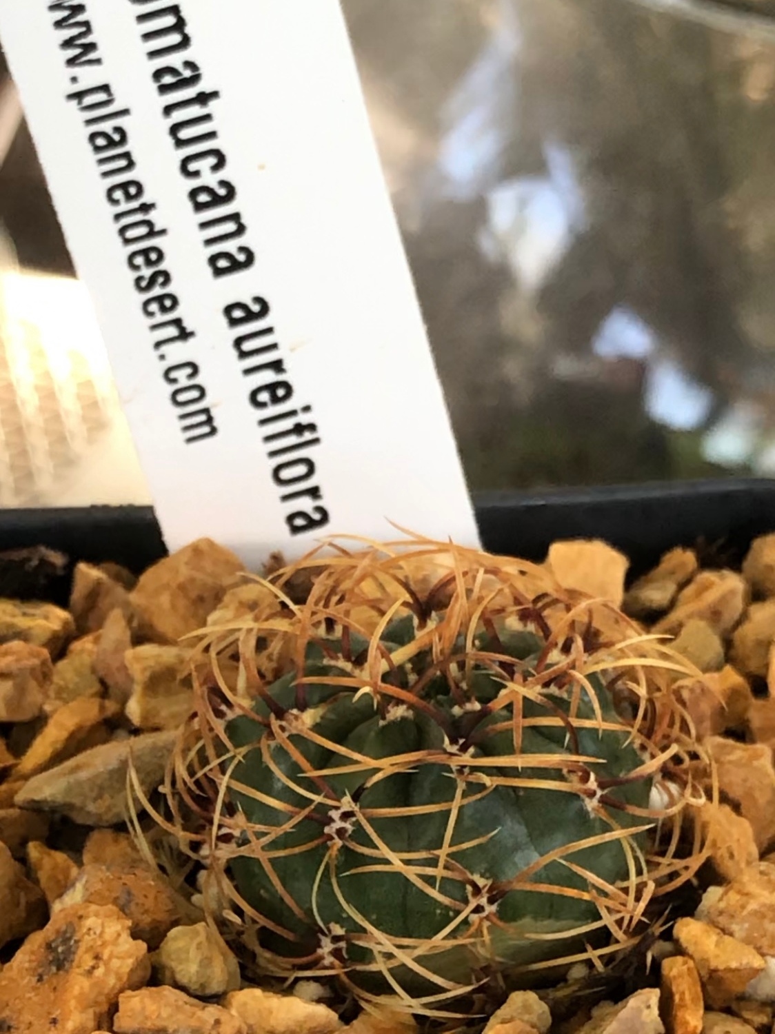 Planet Desert - Cactus And Succulent Plants For Sale