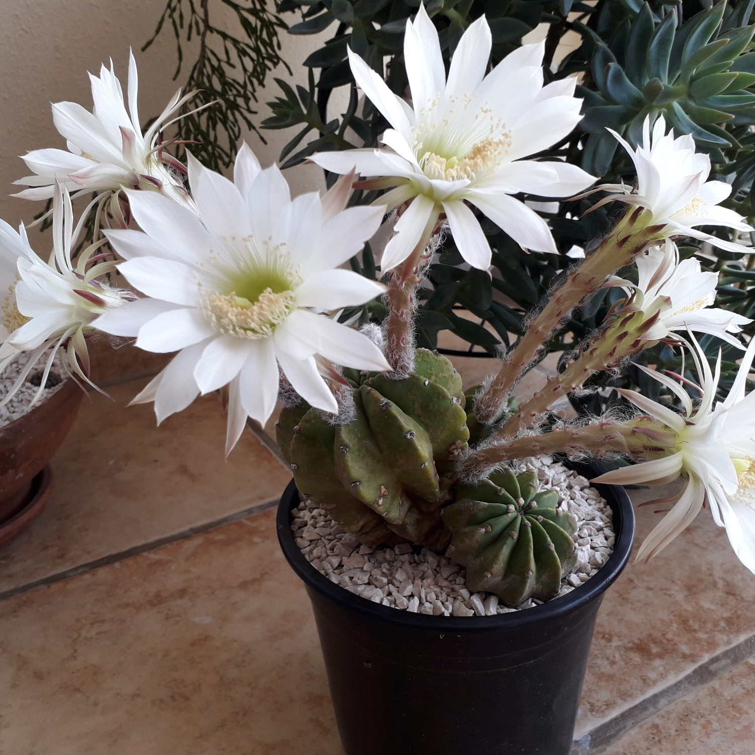 Domino Cactus 'Echinopsis subdenudata fuzzy navel' For sale - Planet Desert