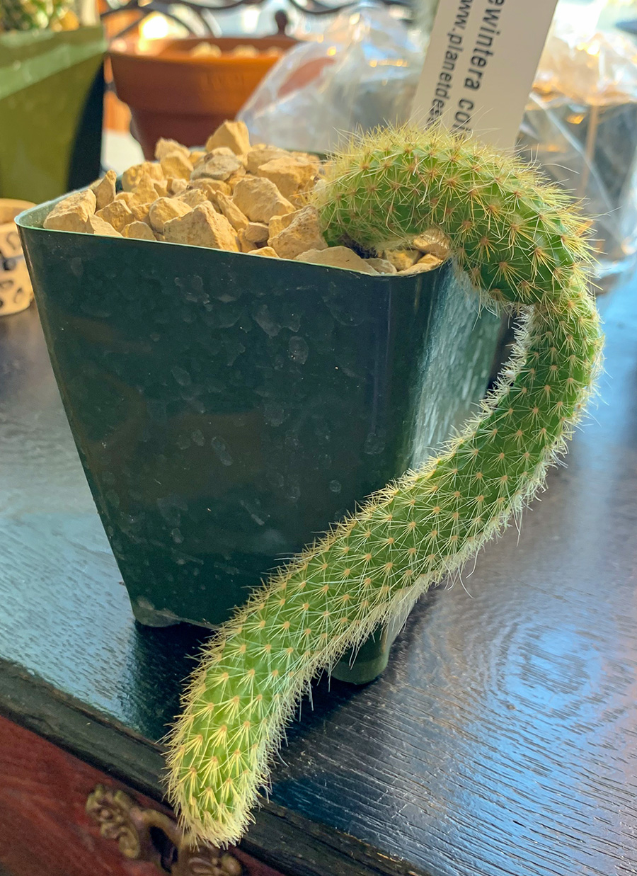 Shop ‘Monkey Tail Cactus – Cleistocactus colademononis’ Care and Info ...