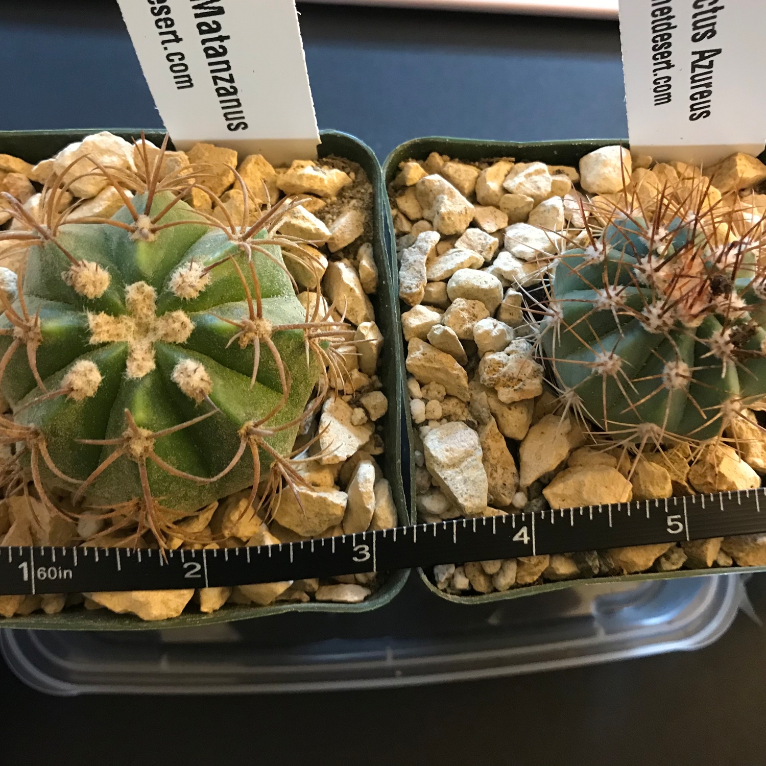 Melocactus Azureus | Must-Have Globose Species | Planet Desert