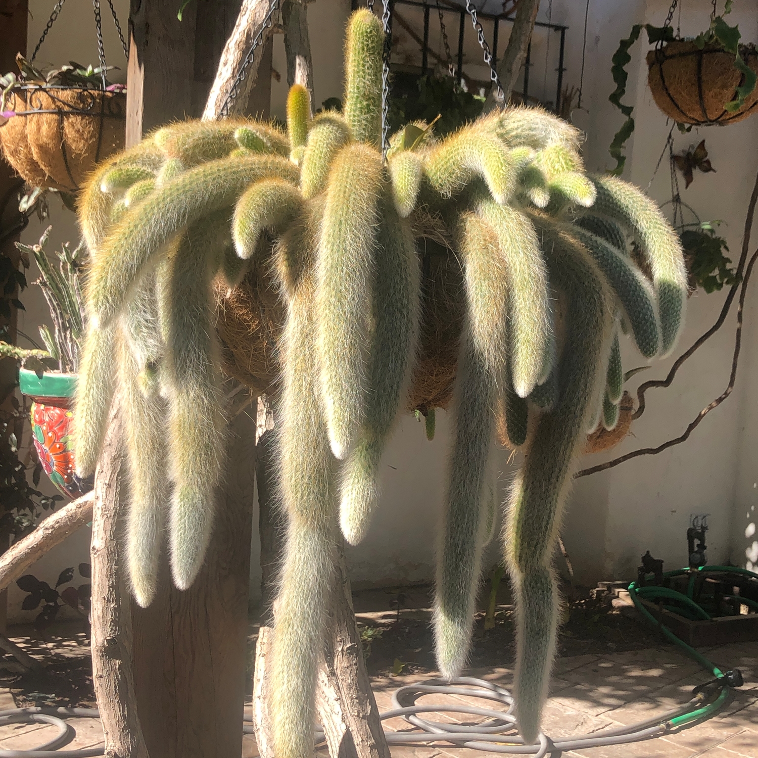 Cleistocactus winteri Golden Rat Tail – Planet Desert
