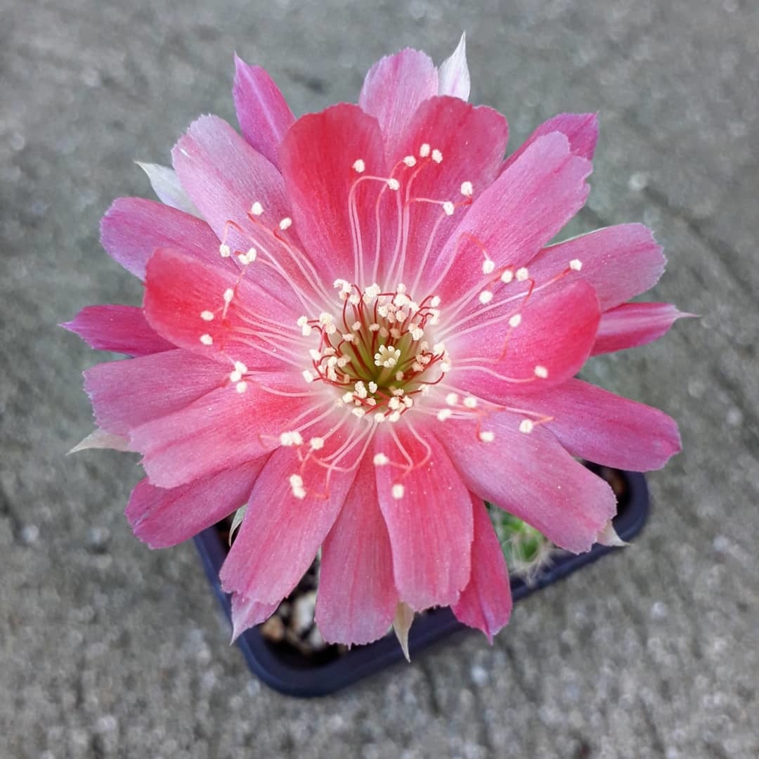 Lobivia Echinopsis hertrichiana – Planet Desert