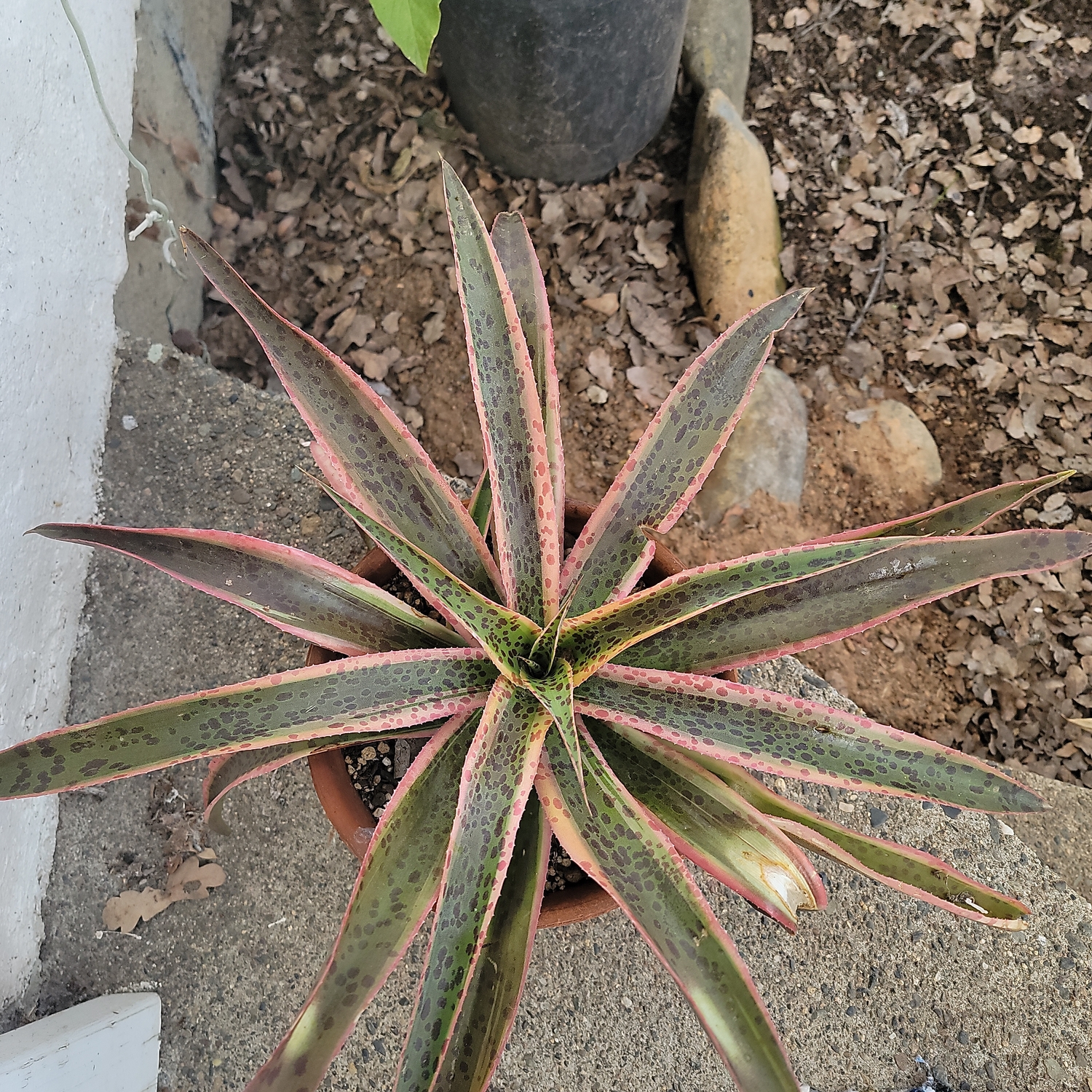 Rare Hybrid Mangave Aztec King Succulent | Planet Desert