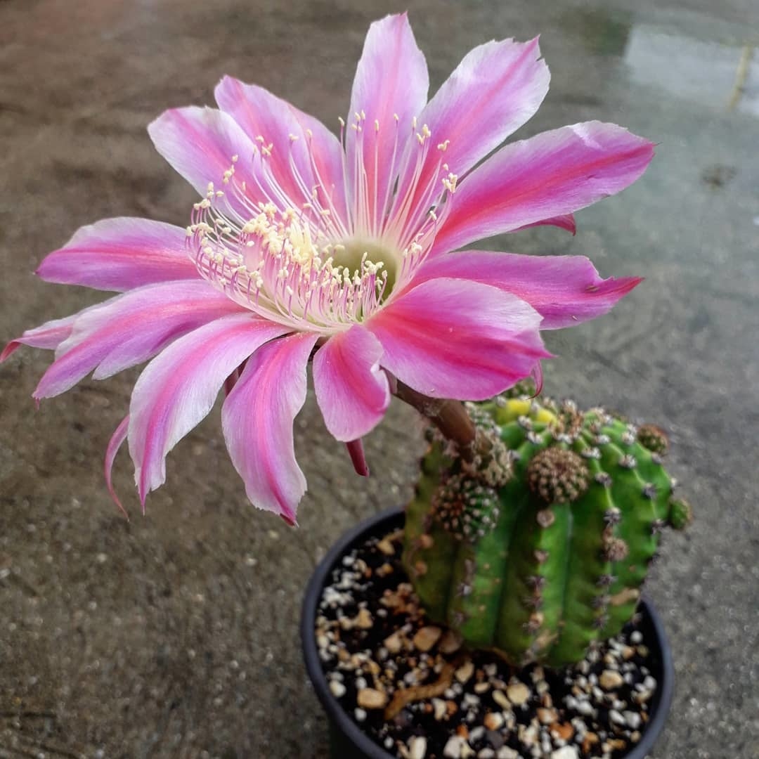 Planet Desert - Cactus And Succulent Plants For Sale